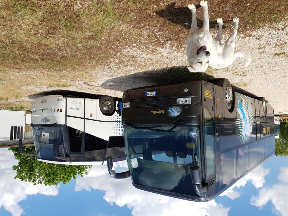 Man Euro 3 posti 53 Anno 2003 Km 600000, in legno - Latina